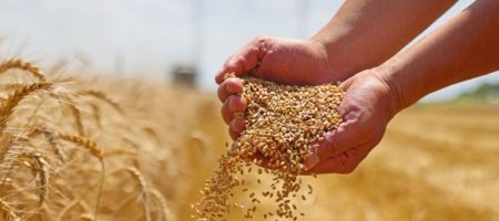 Tunisie : les prix des céréales pour la saison 2024-2025 - Le Temps News